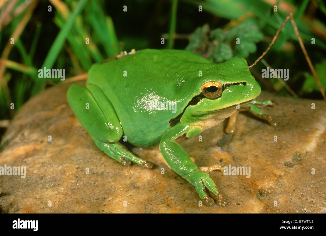 Mediterranean Tree Frog (Hyla meridionalis Stock Photo - Alamy
