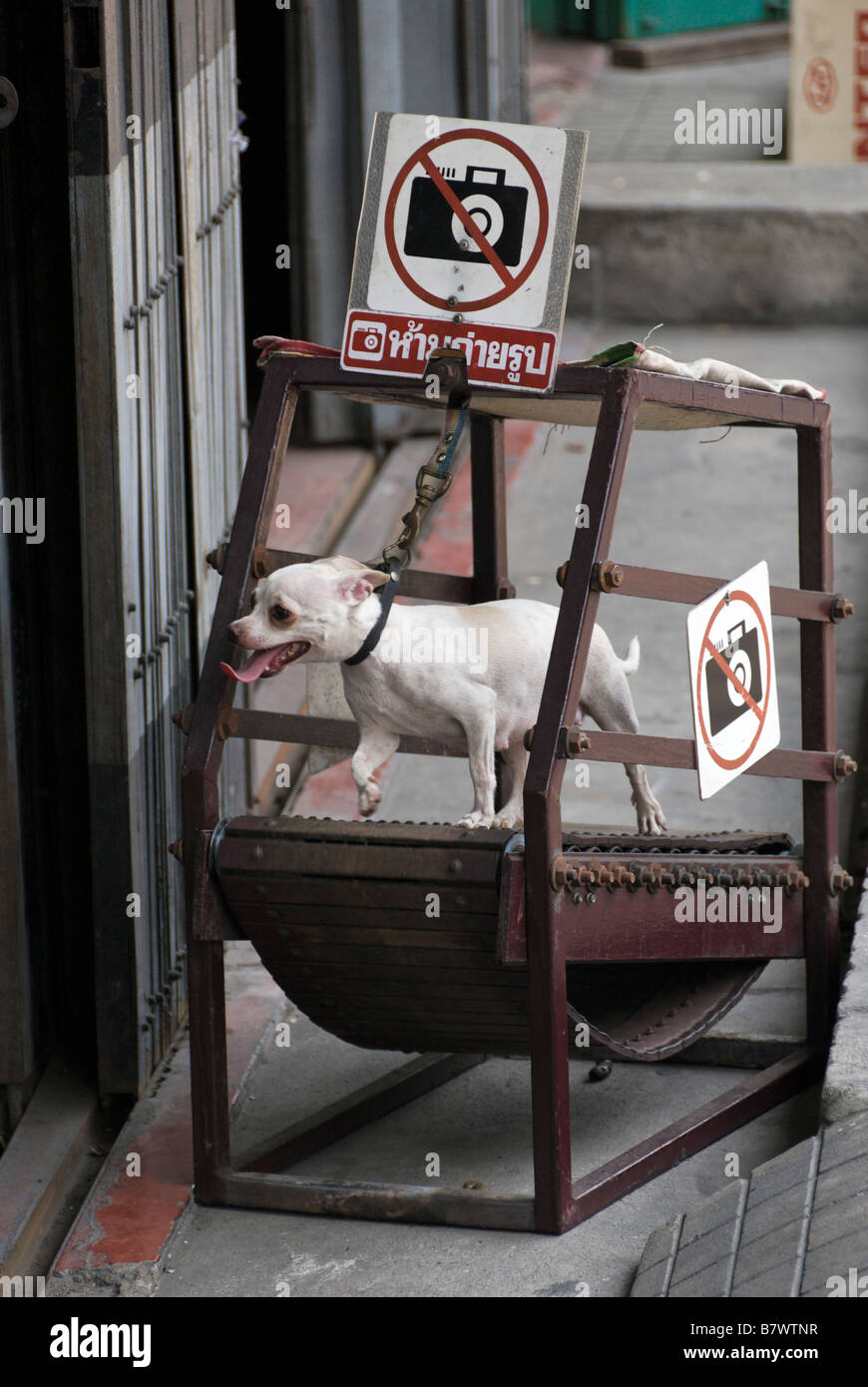 Dog running machine hi-res stock photography and images - Alamy