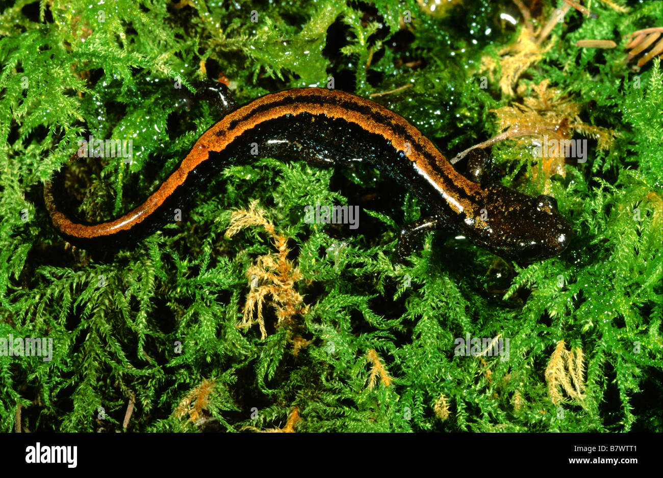 Lime Green Salamander