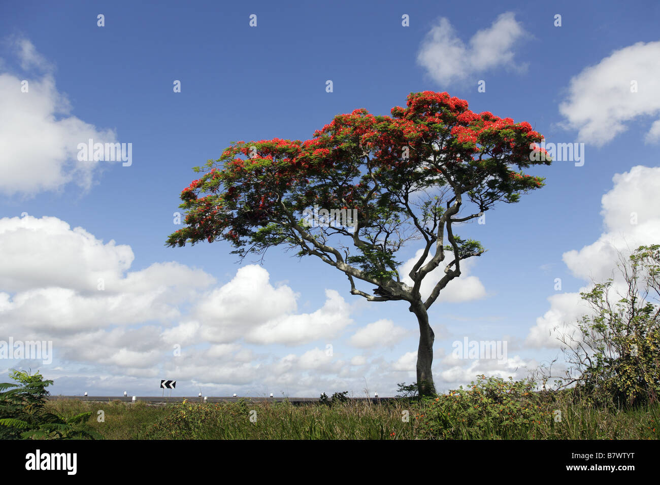 Royal poinciana tree hi-res stock photography and images - Alamy
