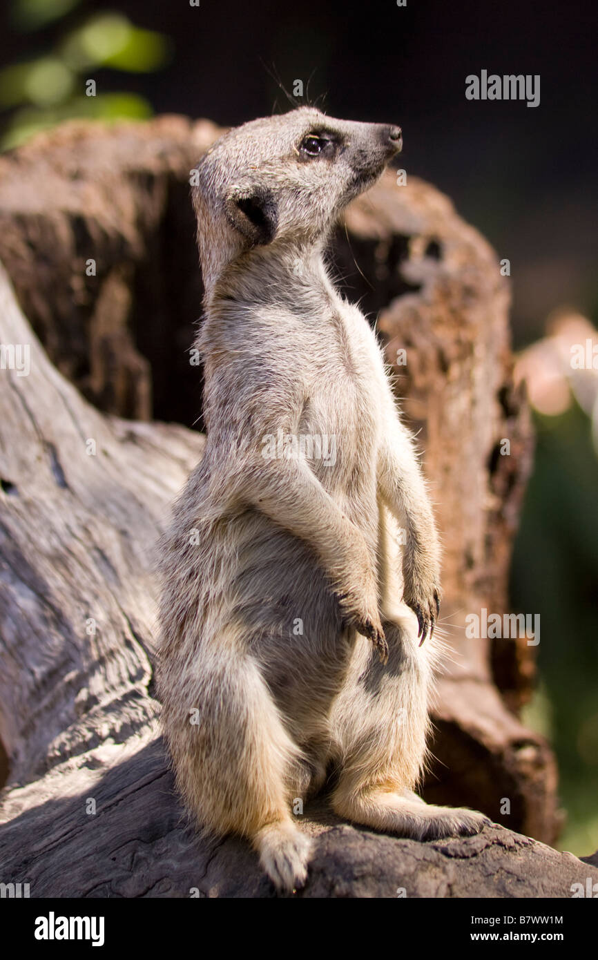 Meerkat Stood Upright Stock Photo - Alamy