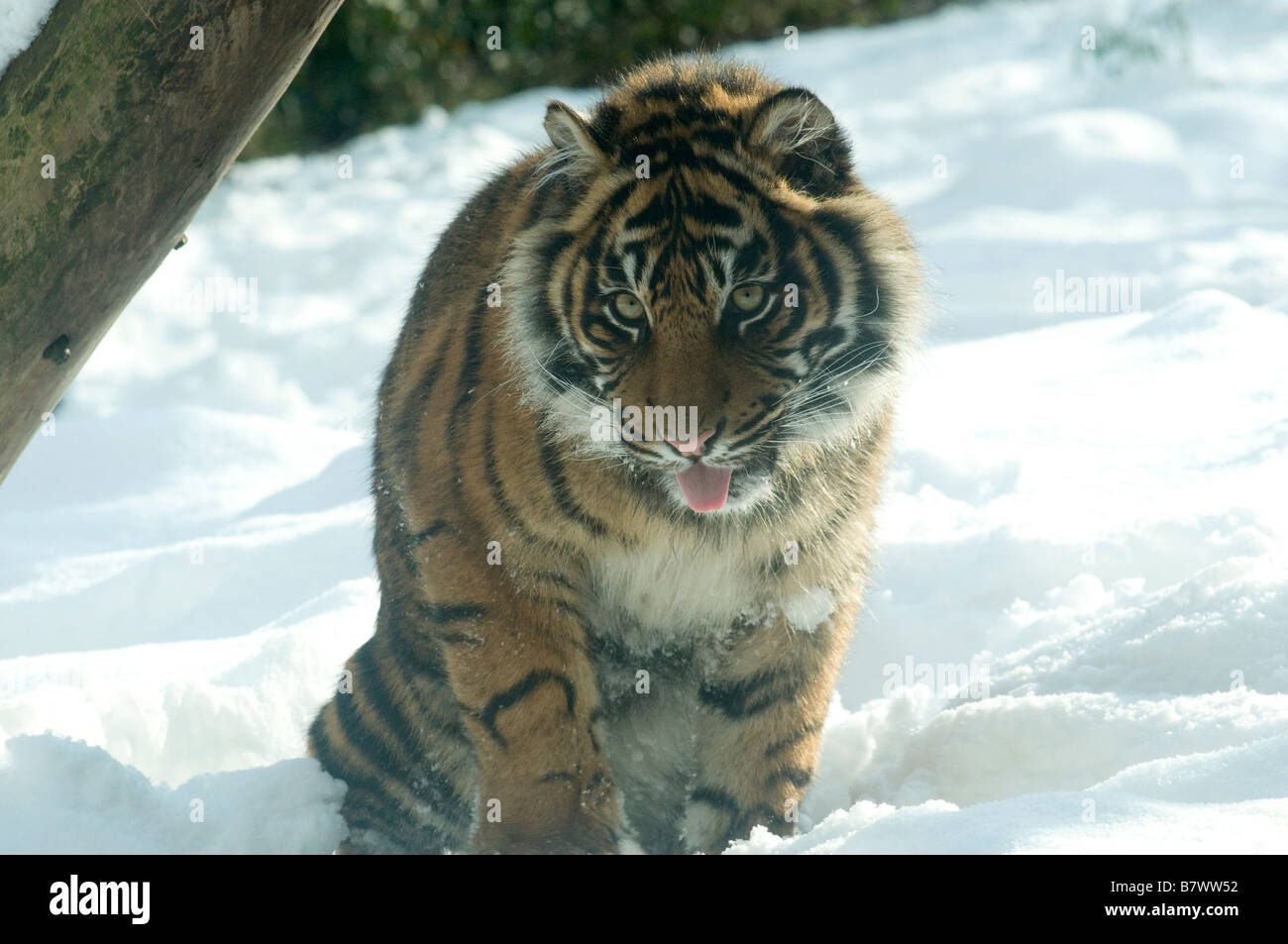 a tiger tasting the cold air Stock Photo - Alamy