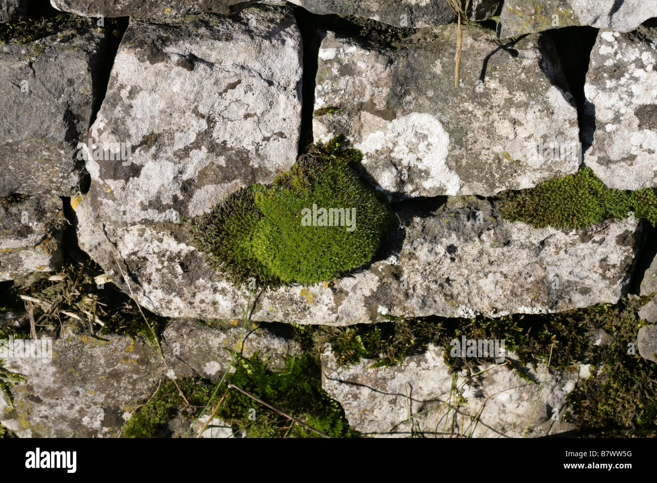 Clumps of moss on a drystone wall Manifold Valley Staffordshire Stock ...