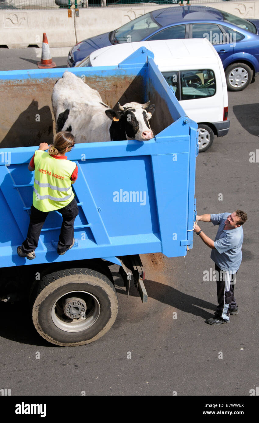 Shipment animal cow hi-res stock photography and images - Alamy