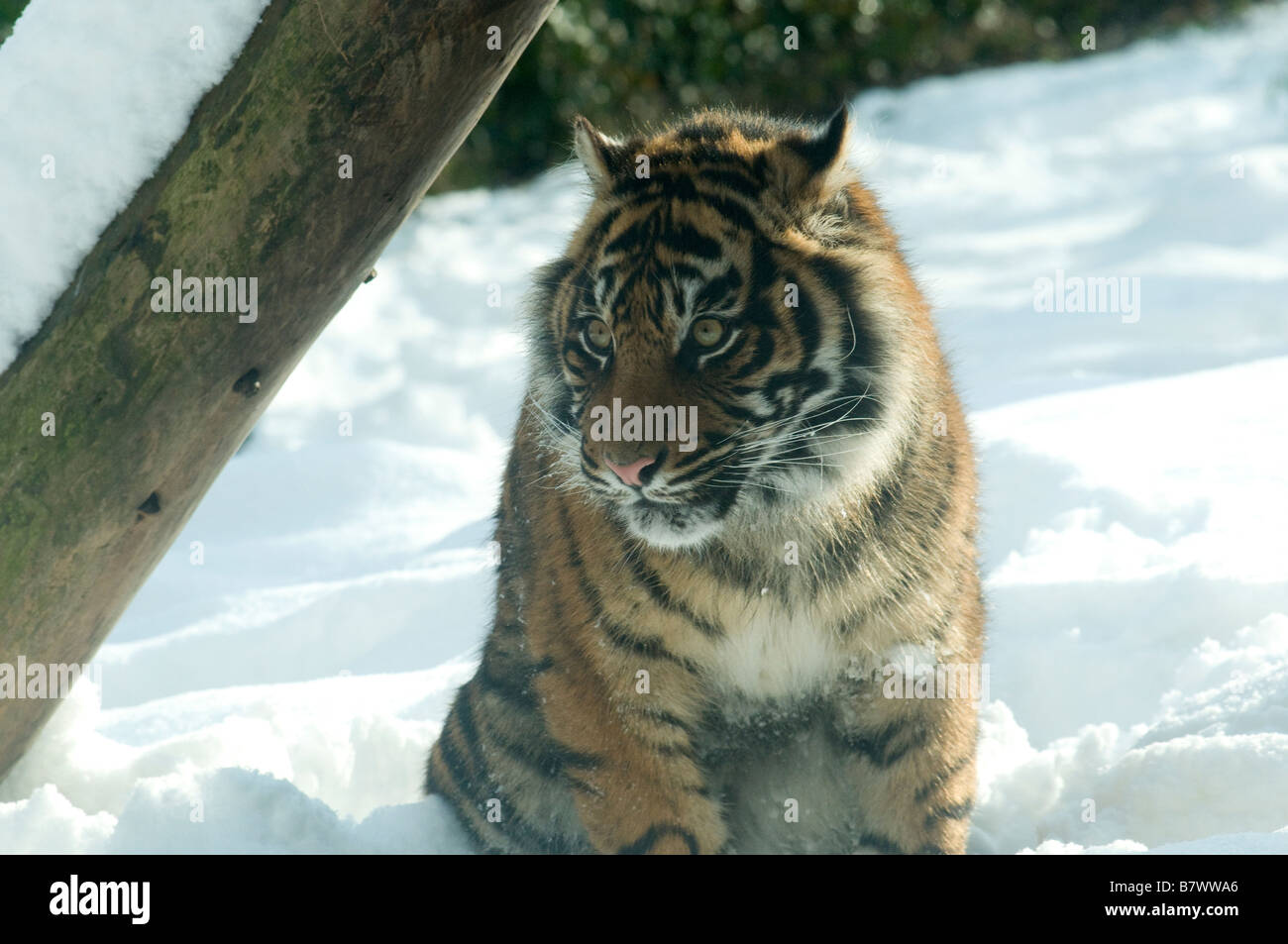 a long cold stare from Sumatran tiger Stock Photo - Alamy