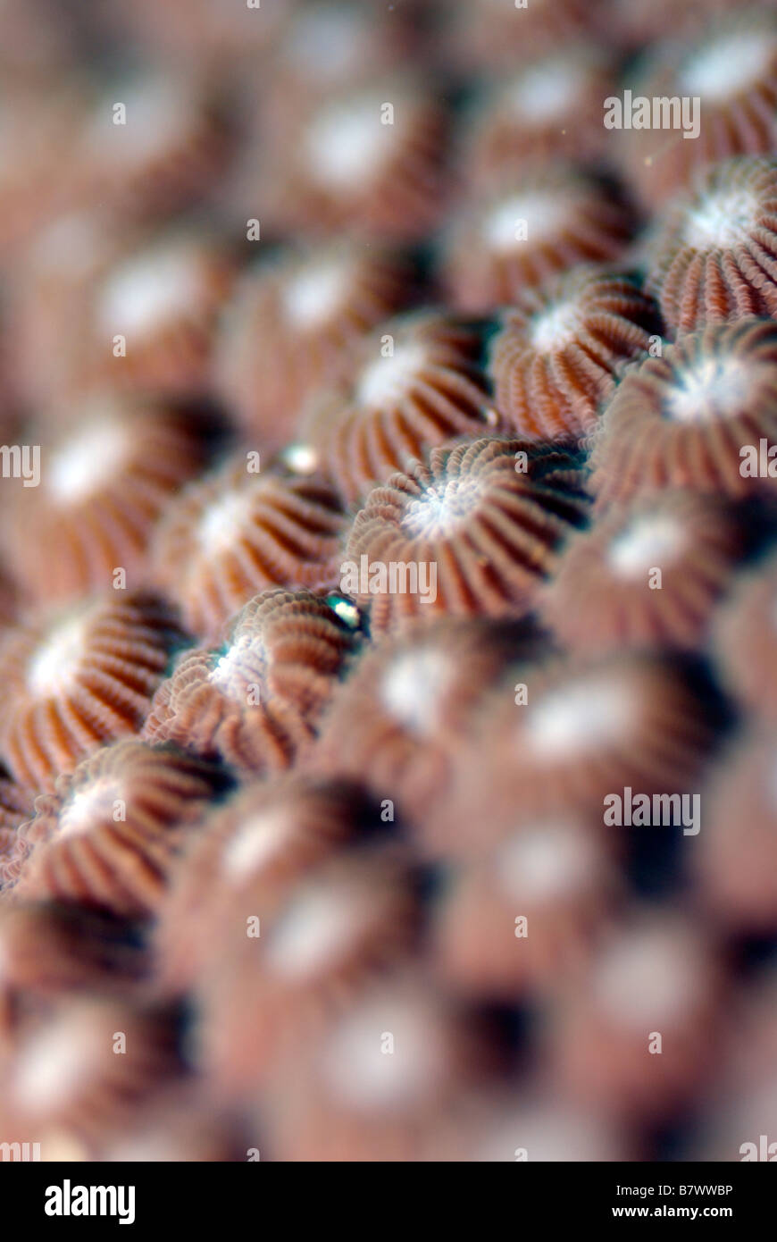 Heliopora High Resolution Stock Photography and Images - Alamy