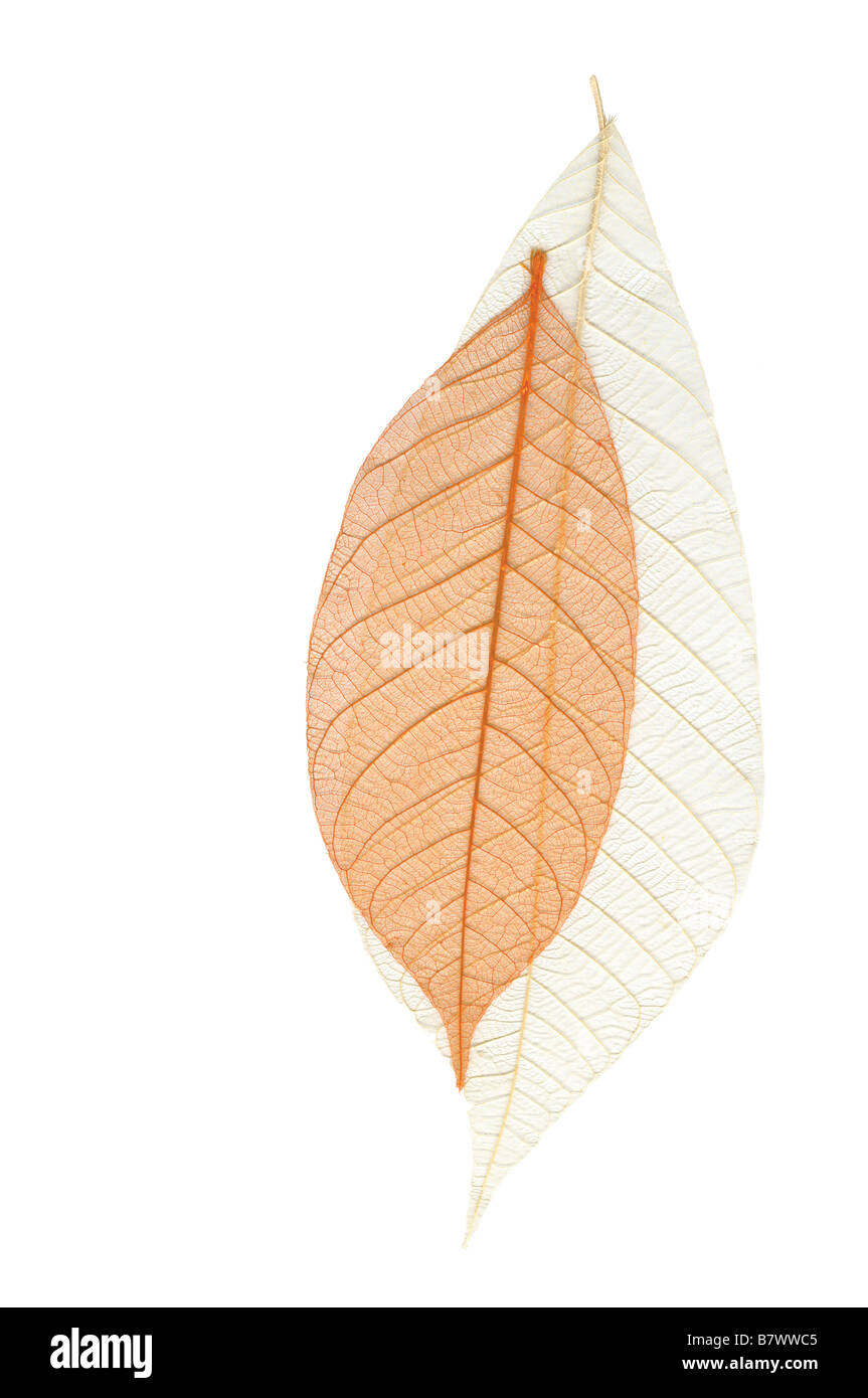 Skeleton leaves hi-res stock photography and images - Alamy