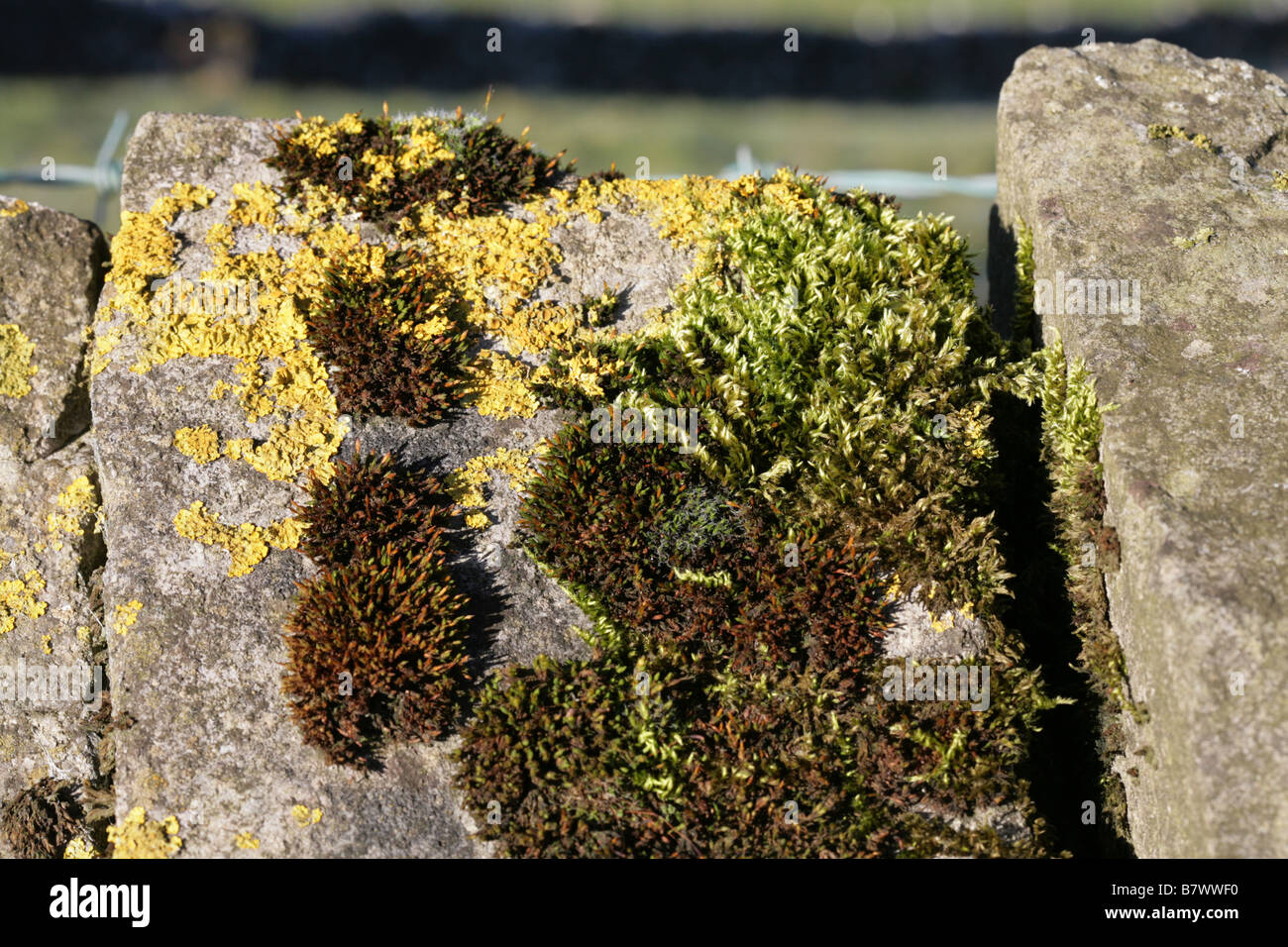 Clumps of moss on a drystone wall Manifold Valley Staffordshire Stock ...