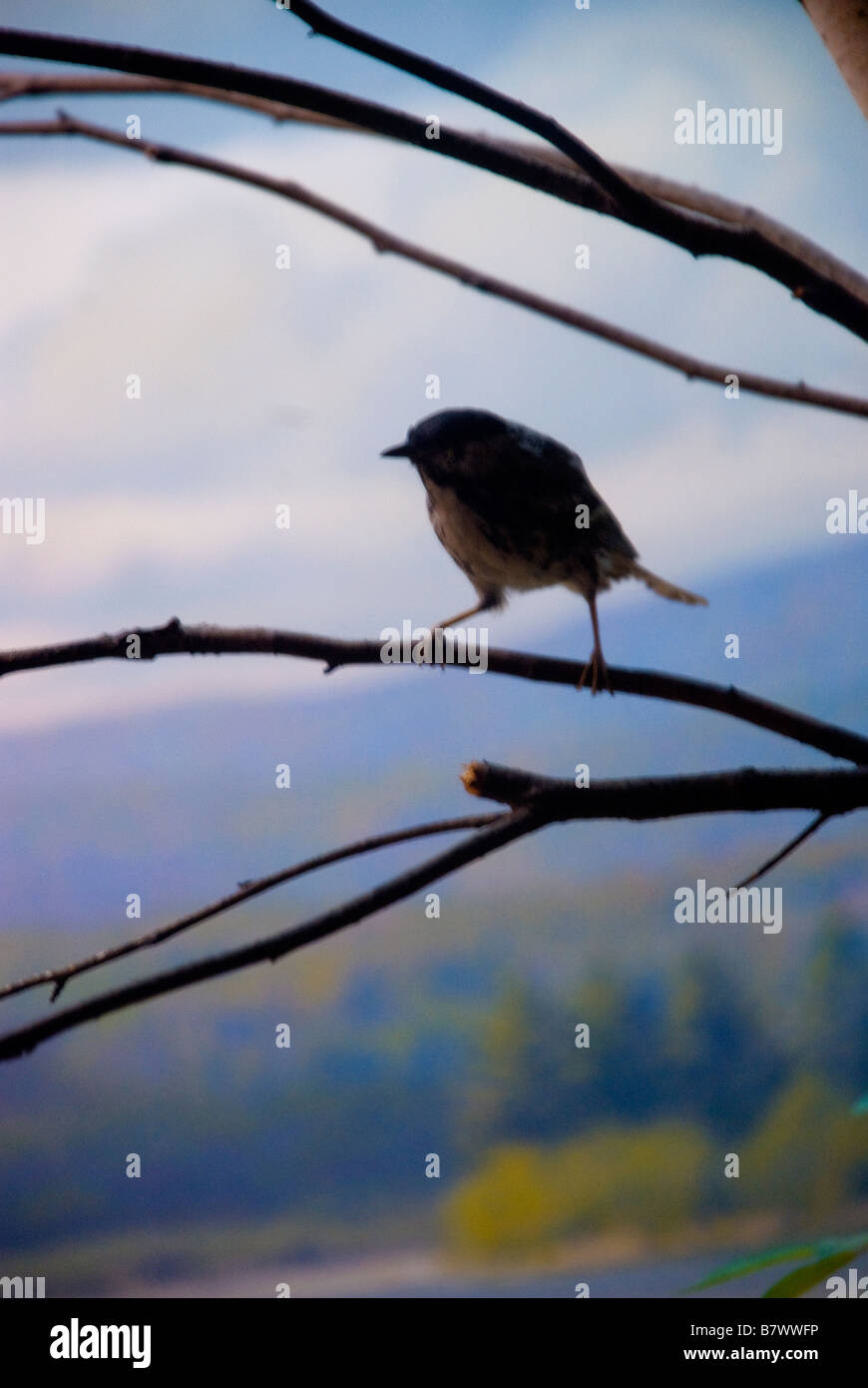 Bird with blue legs hi-res stock photography and images - Alamy