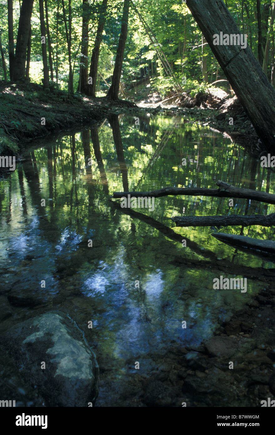 Ontario forest backlight hi-res stock photography and images - Alamy