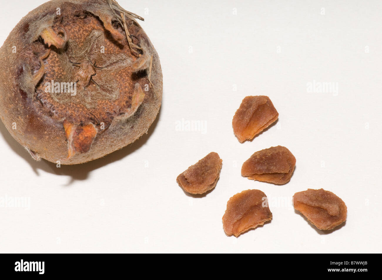 Showing Seeds High Resolution Stock Photography and Images - Alamy
