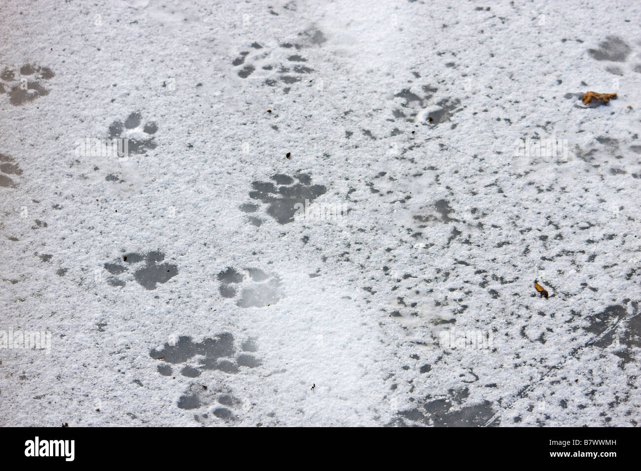 Tiger prints in the snow Stock Photo - Alamy