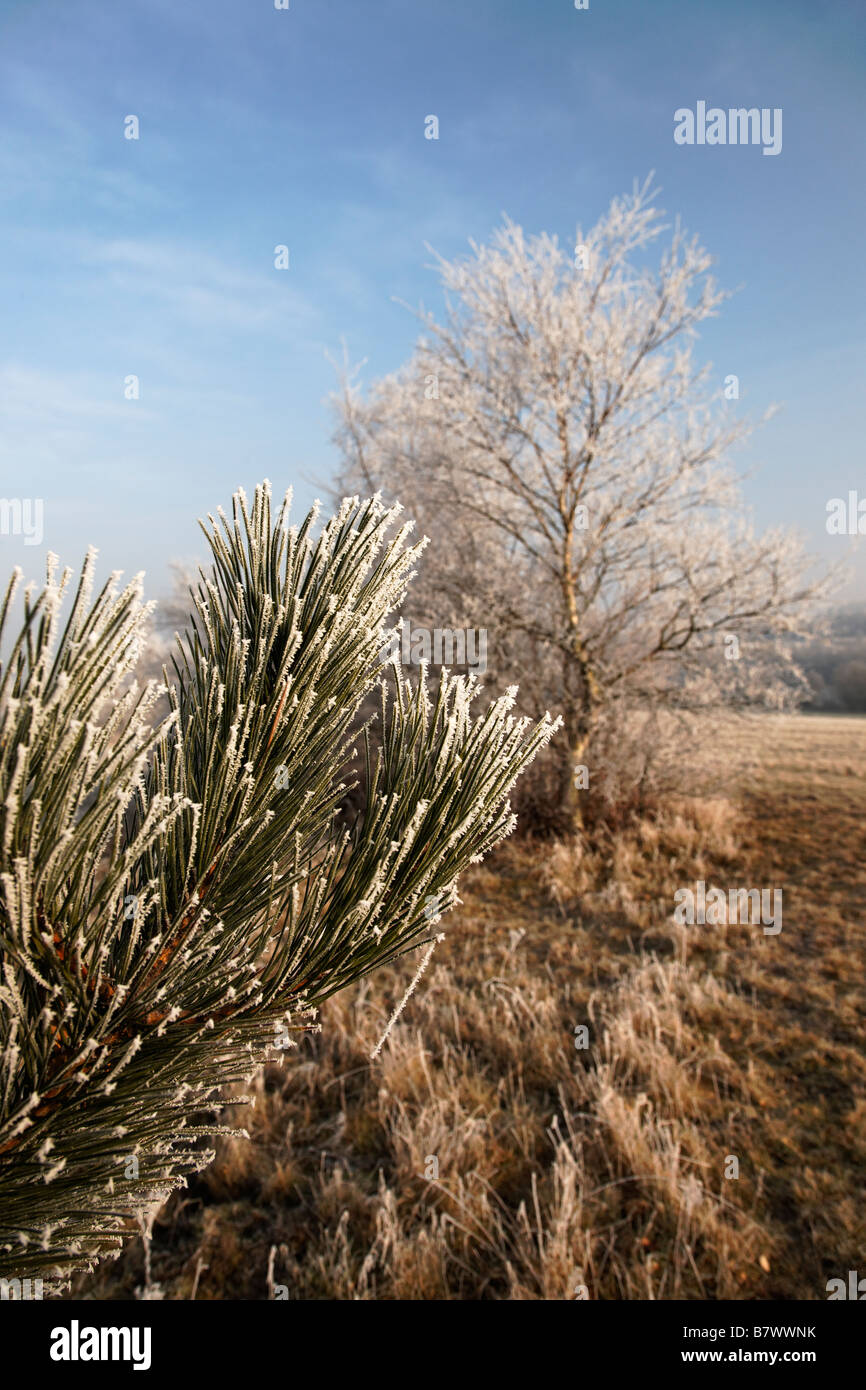 Frost on conifers hi-res stock photography and images - Alamy