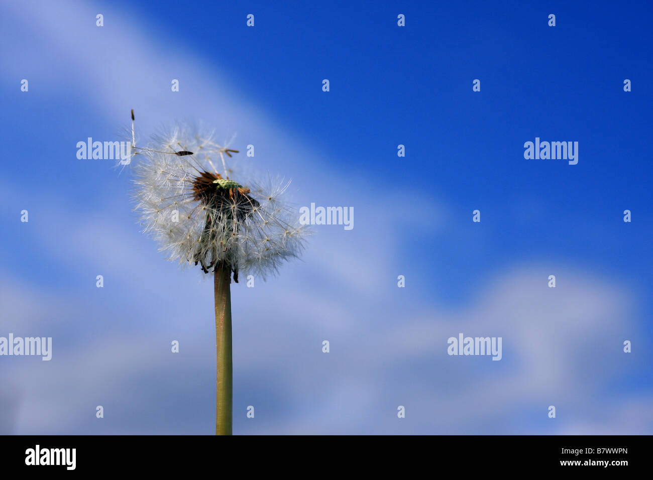 round puffy head of ripe dandelion fruit, parachute seeds blown away in ...