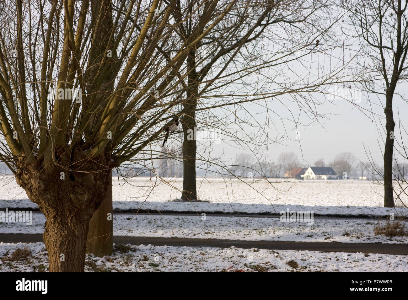 Dutch landscape with coppiced willow in the snow Stock Photo - Alamy