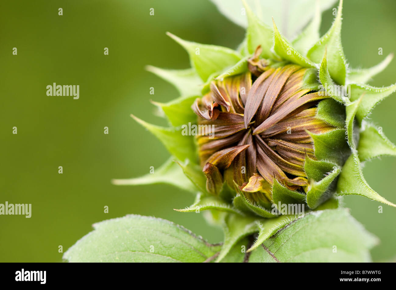 Bud sunflower hi-res stock photography and images - Alamy