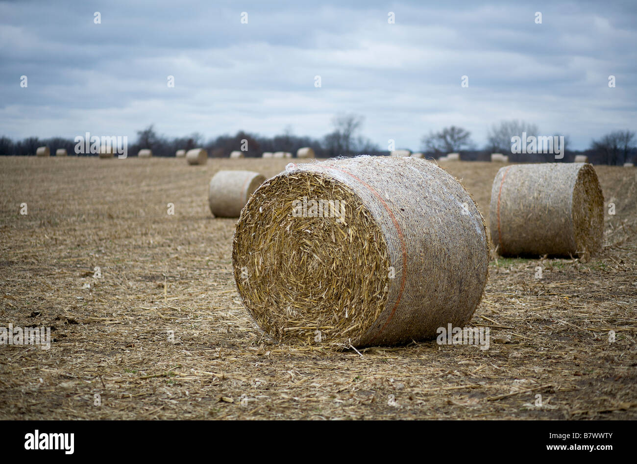 Corn cornstalk hi-res stock photography and images - Alamy