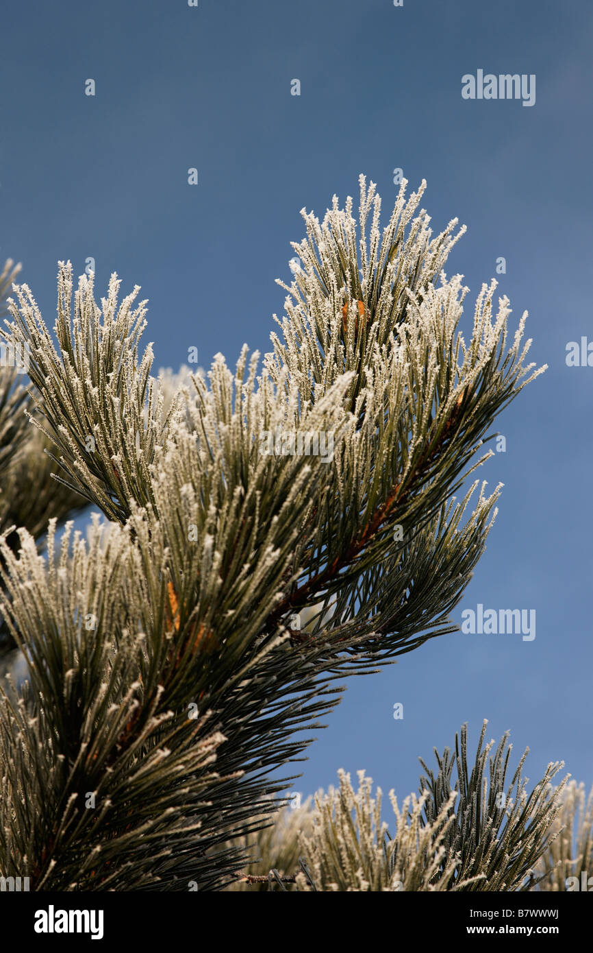 Winter scene hoarfrost on branches hi-res stock photography and images ...