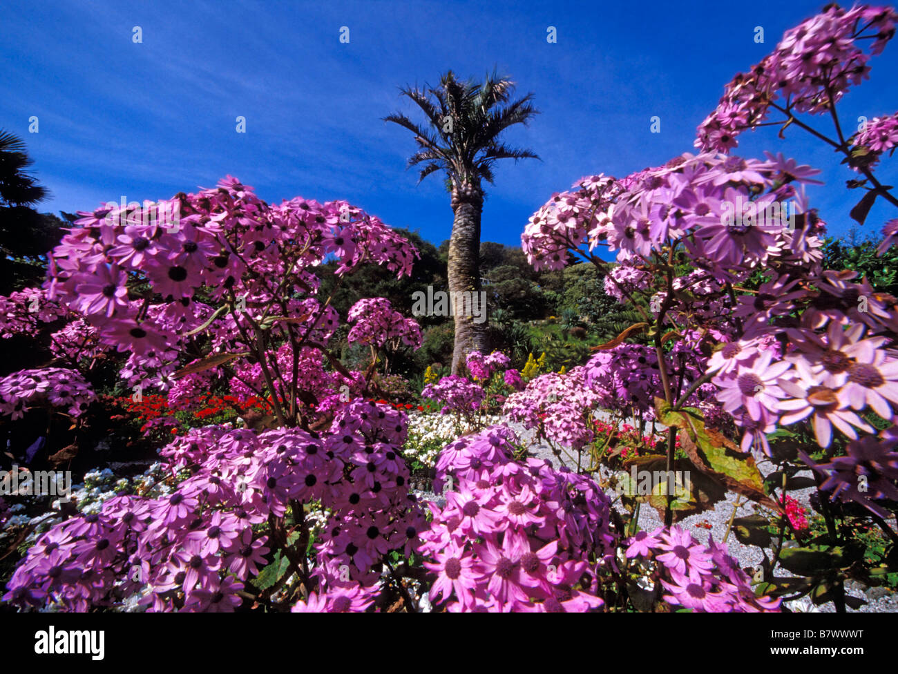 Augustus smith hi-res stock photography and images - Alamy