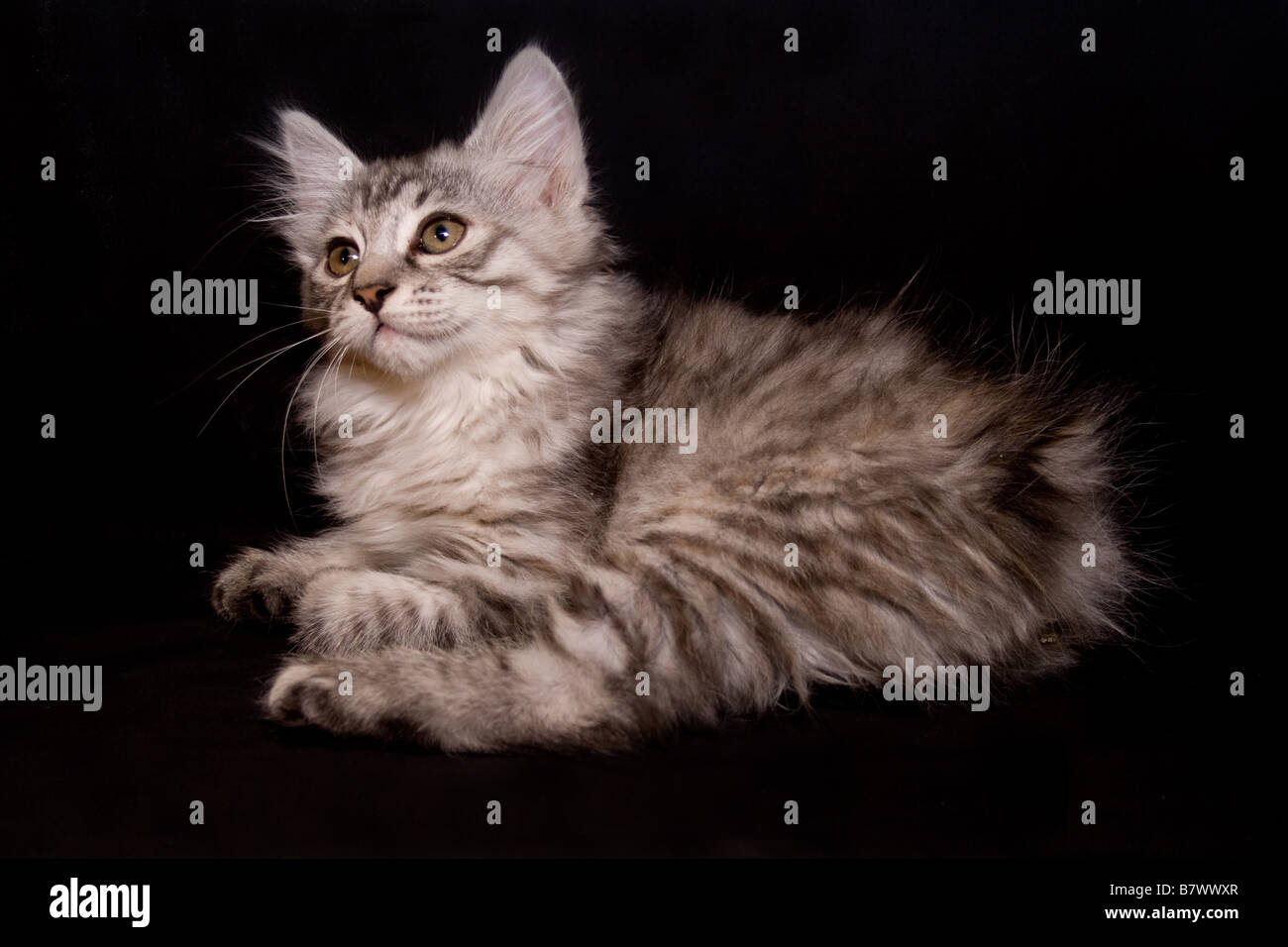 Kuril islands bobtail hi-res stock photography and images - Alamy