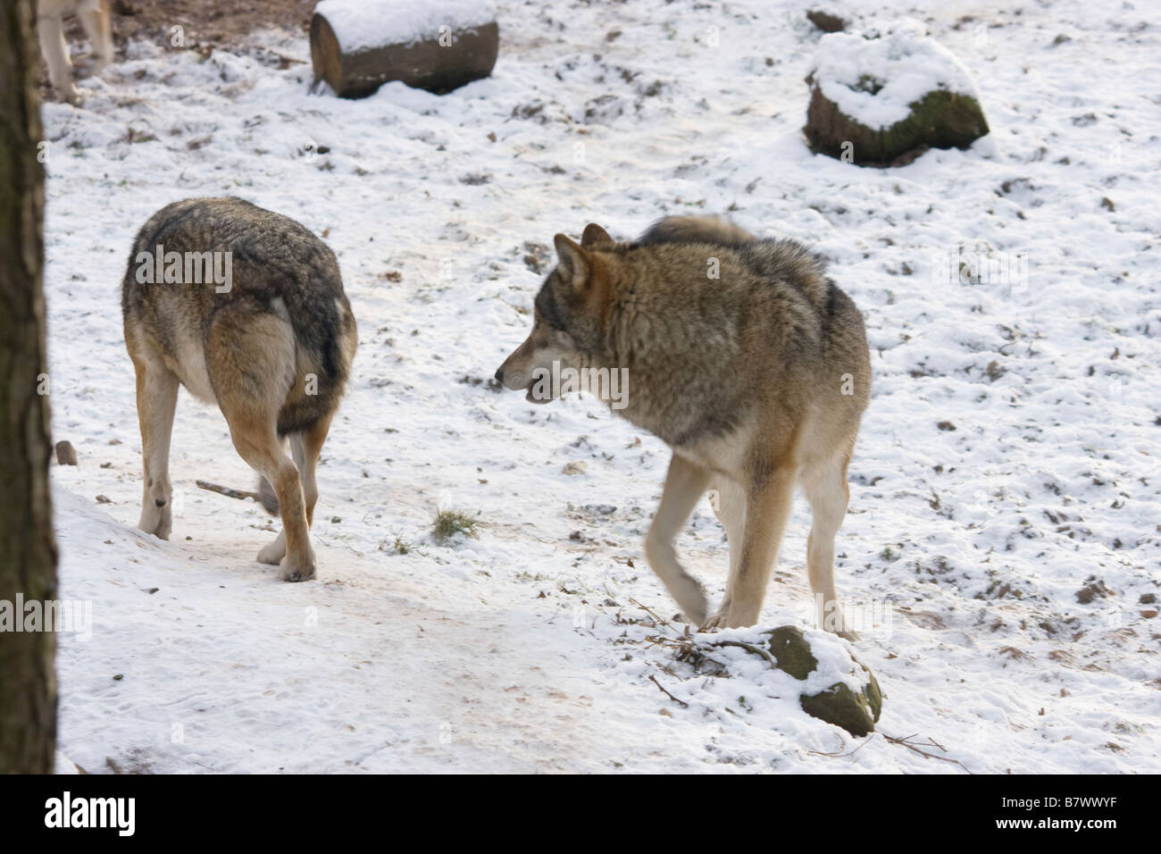 Two wolves mating hi-res stock photography and images - Alamy