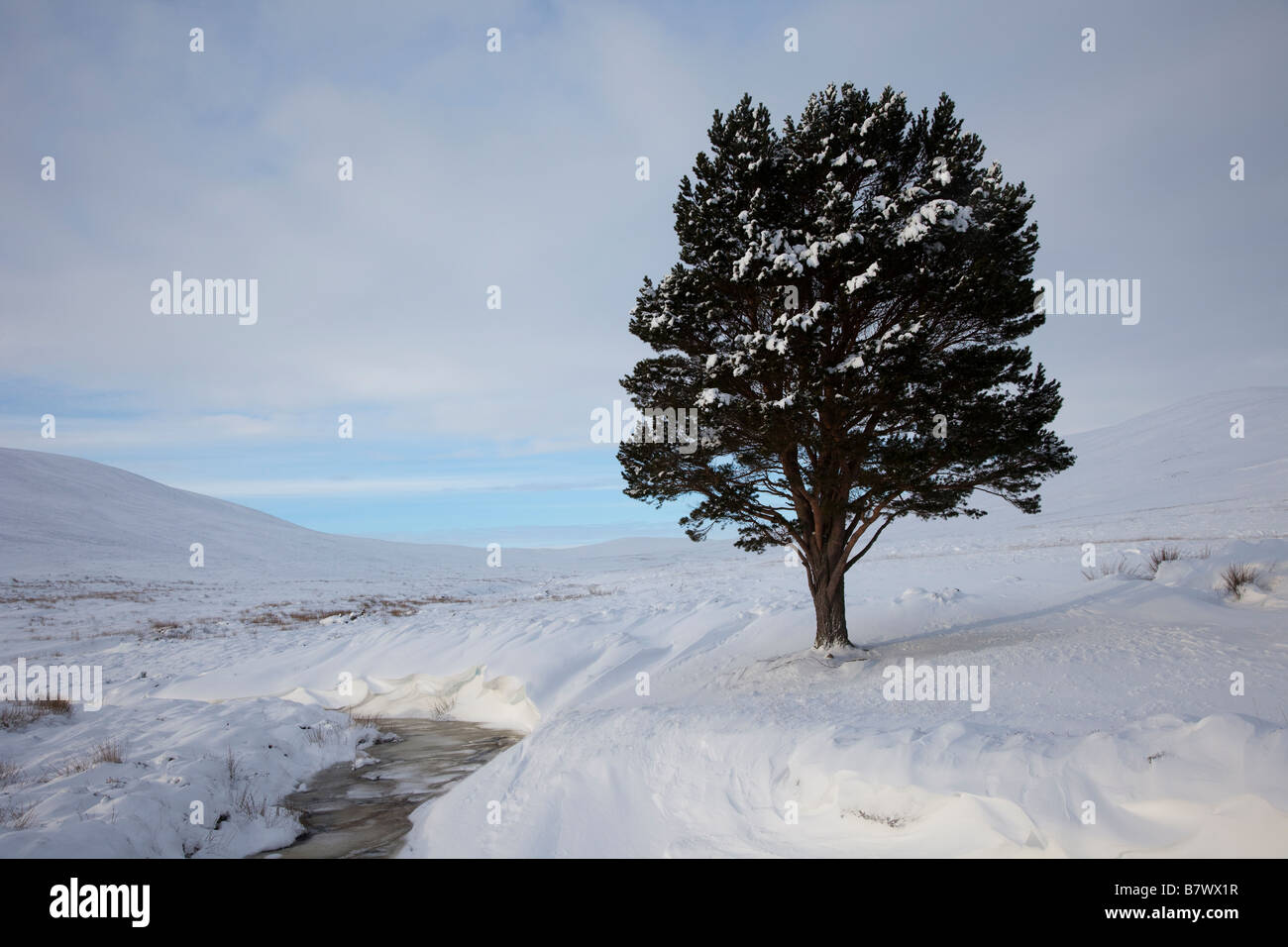 Cold landscape of Winter Snow with deep drifts & isolated Caledonian ...