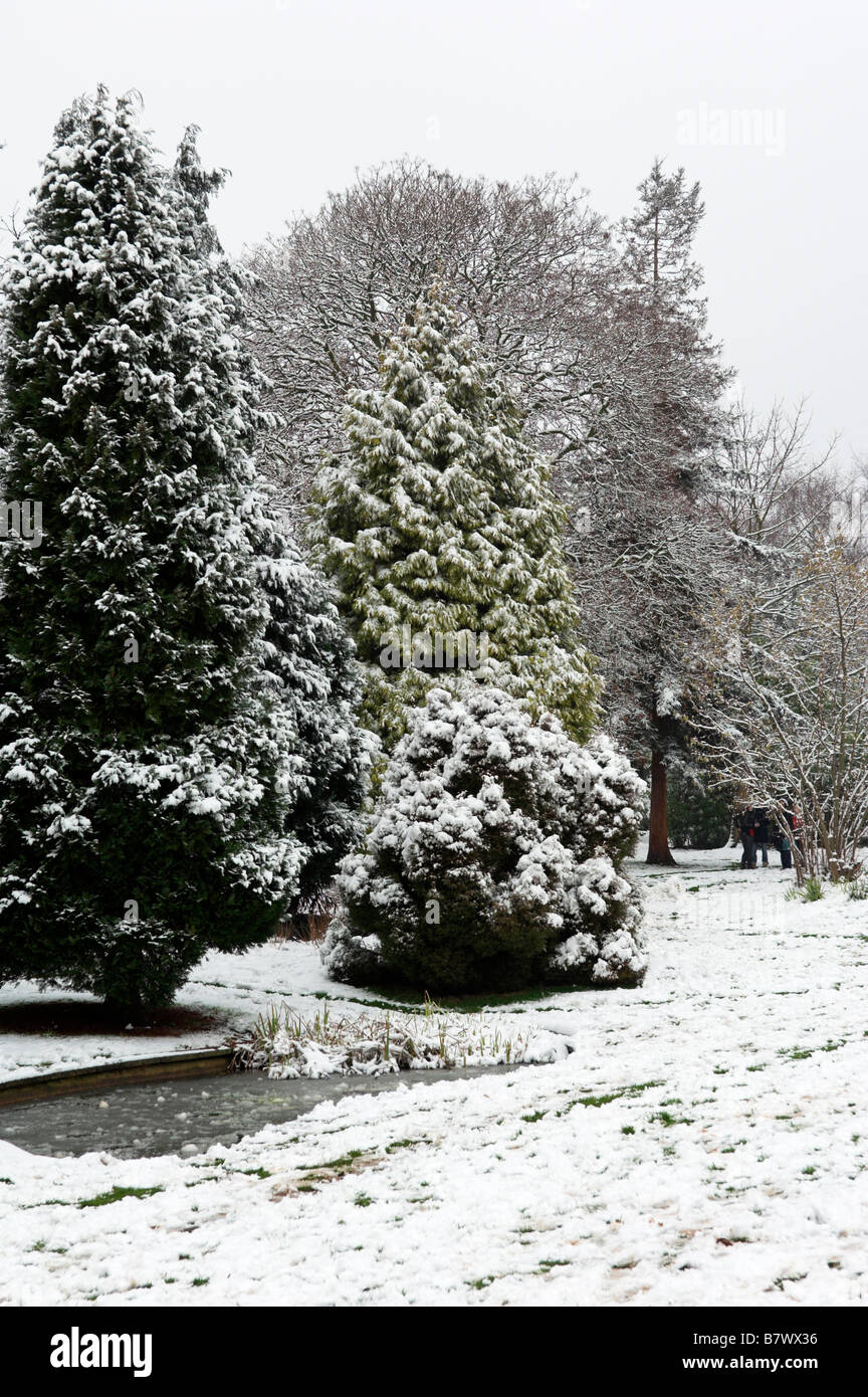 Scenic trees in the snow Stock Photo - Alamy