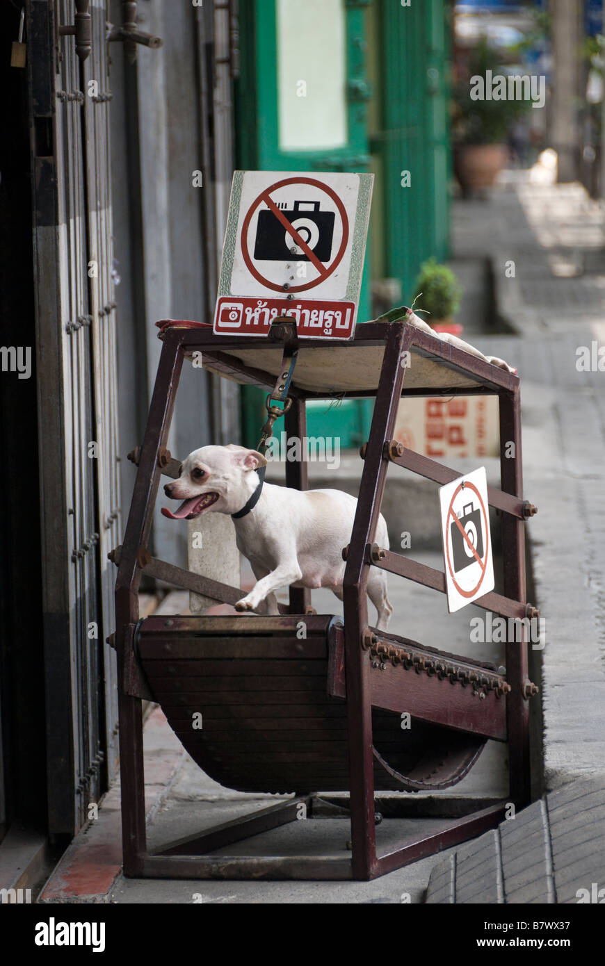 Dog running machine hi-res stock photography and images - Alamy