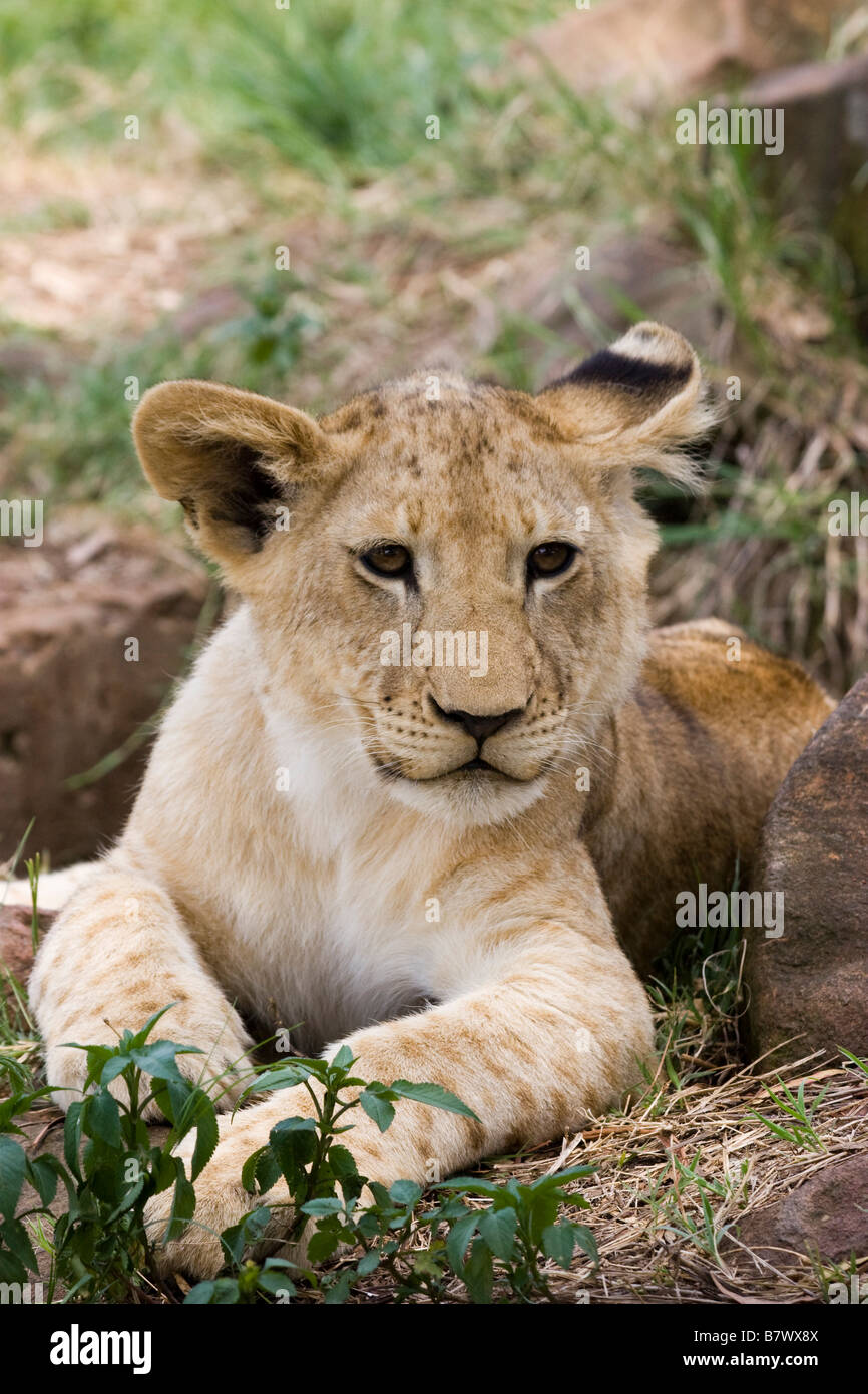Lion cub face vertical hi-res stock photography and images - Alamy