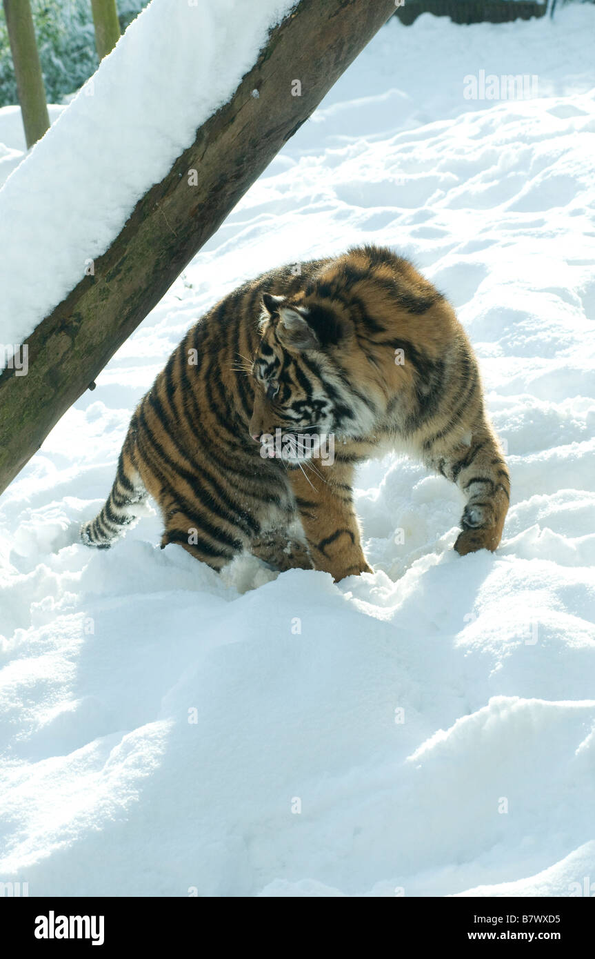 Endangered cats hi-res stock photography and images - Alamy