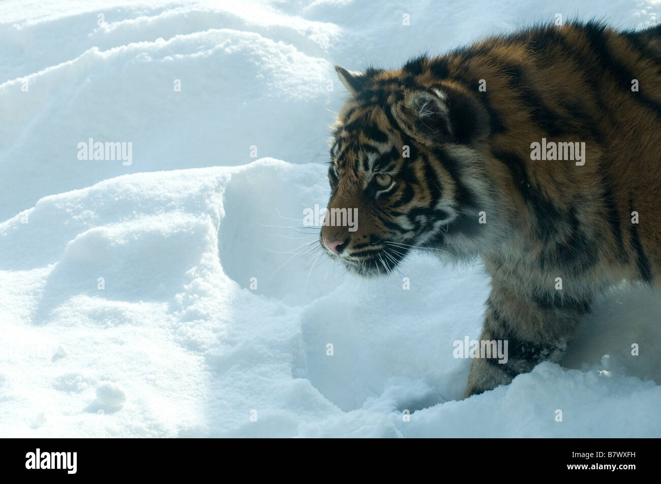 snow drifter, Sumatran tiger in deep snow Stock Photo - Alamy