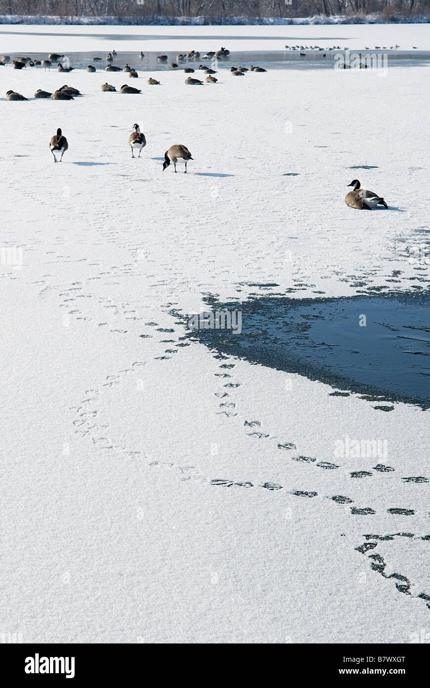 Canadian geese waddle across a semi-frozen lake, leaving footprints on ...
