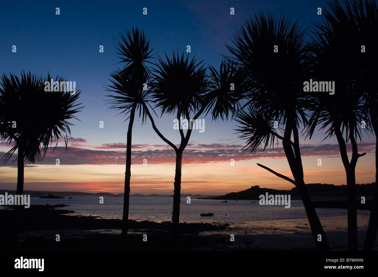 Cornish palm trees hi-res stock photography and images - Alamy