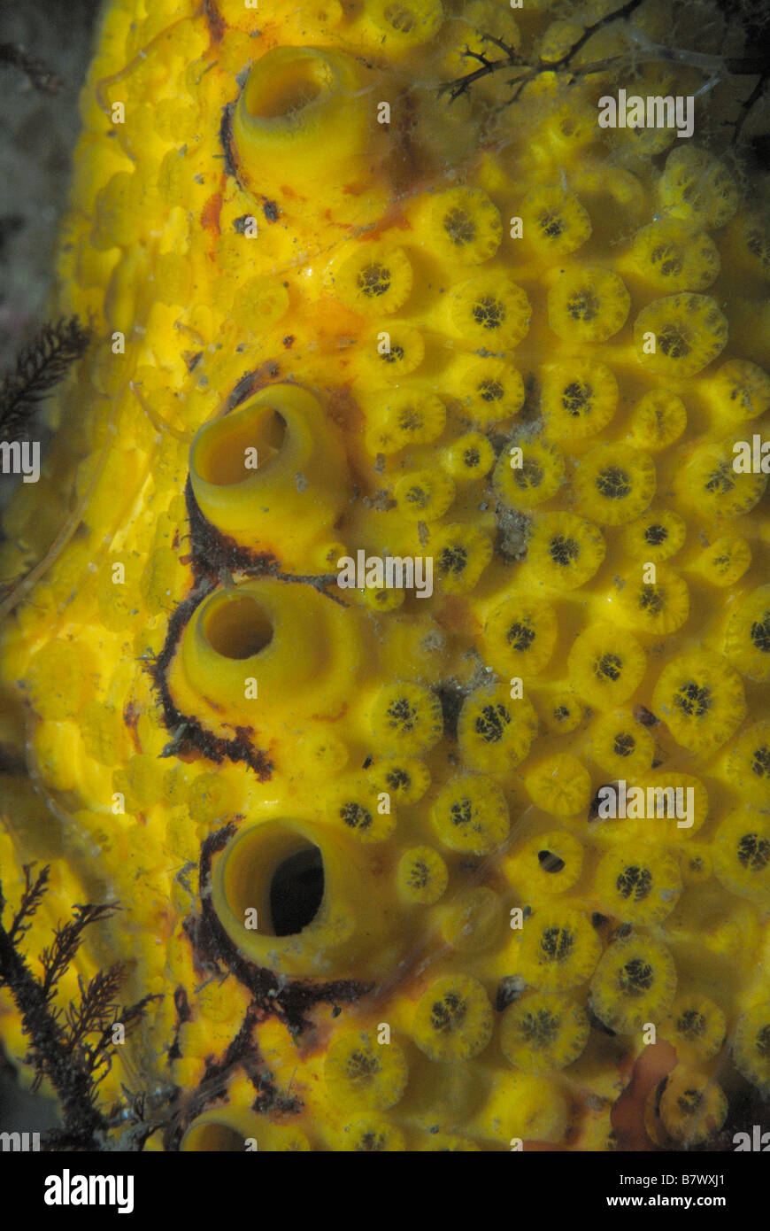 Boring sponge cliona celata hi-res stock photography and images - Alamy