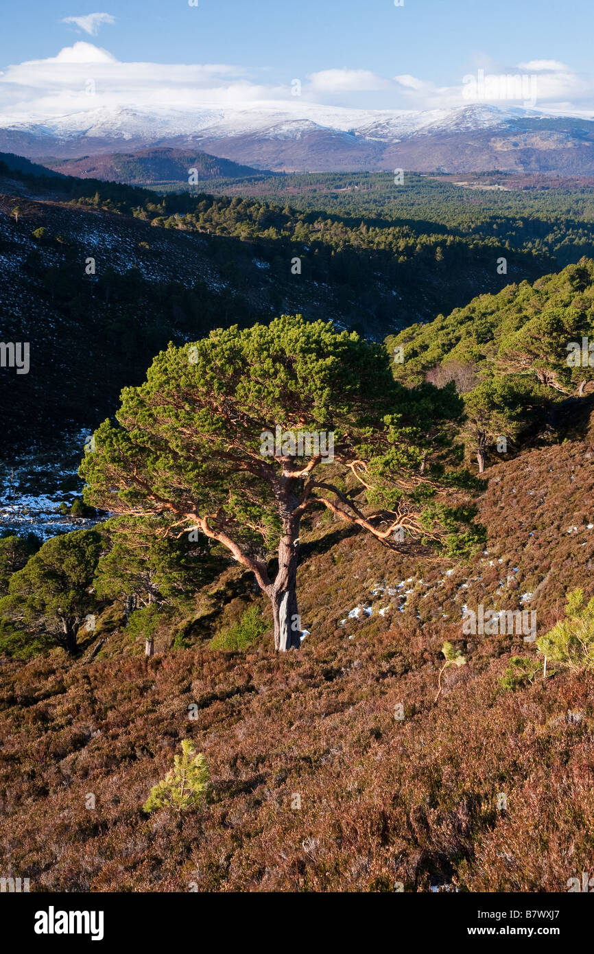 Caledonian pine tree hi-res stock photography and images - Alamy