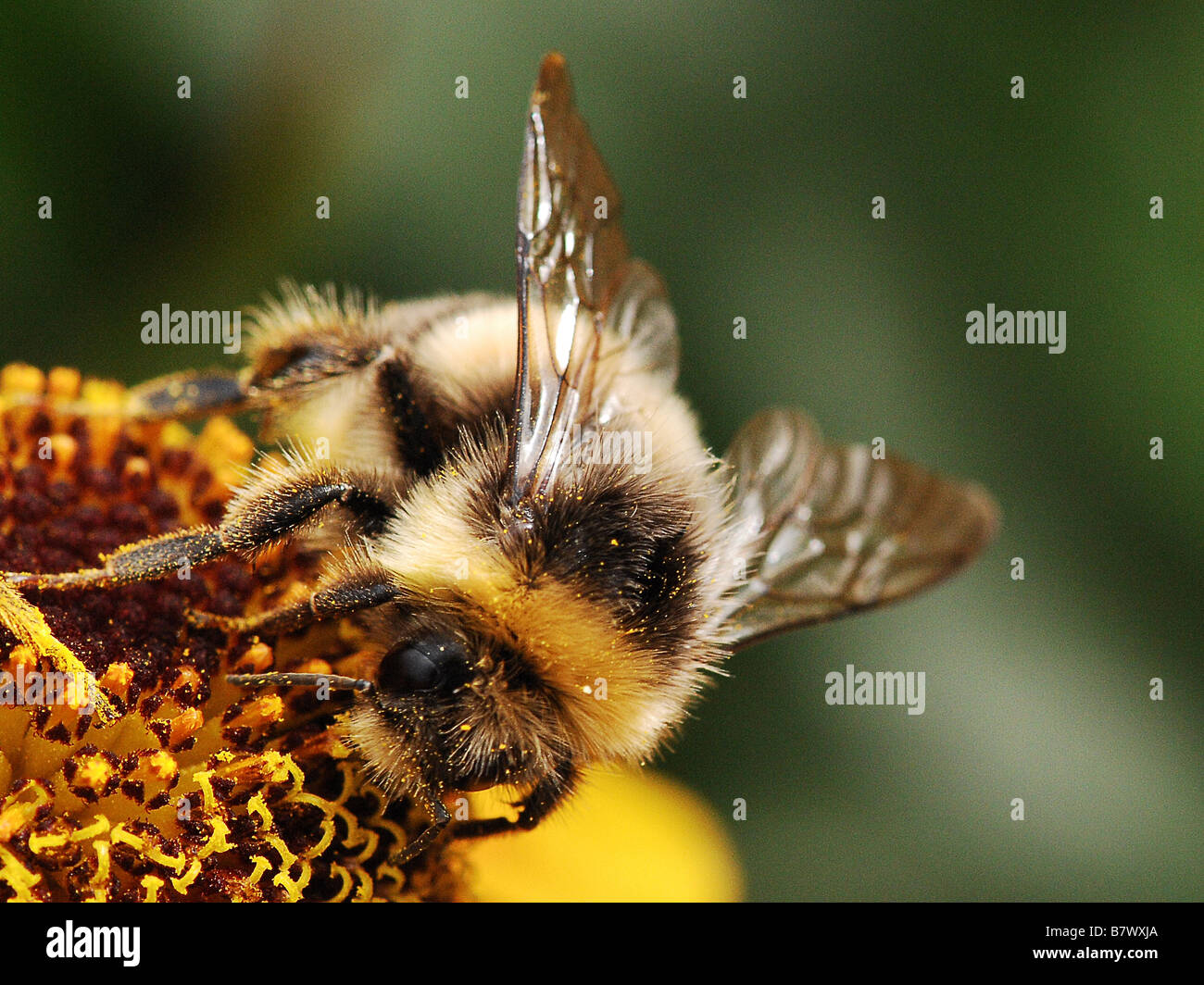 Bumble Bee on flower Stock Photo - Alamy