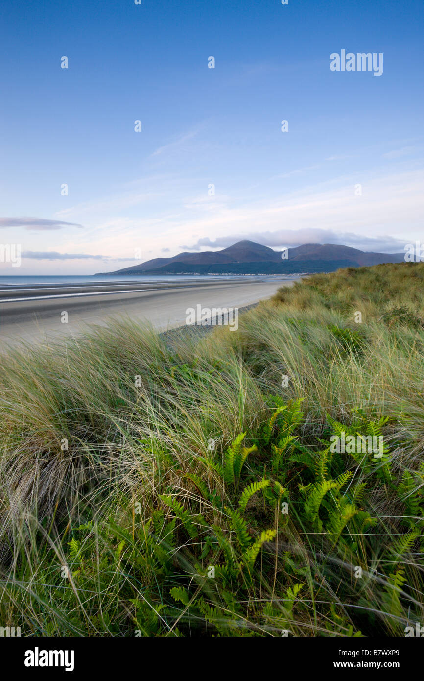Murlough Nature Reserve with views to Dundrum Bay and the Mountains of ...