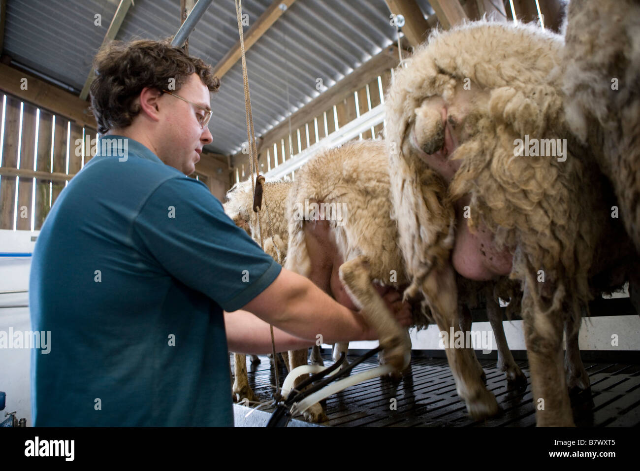 Sheep milk production hi-res stock photography and images - Alamy