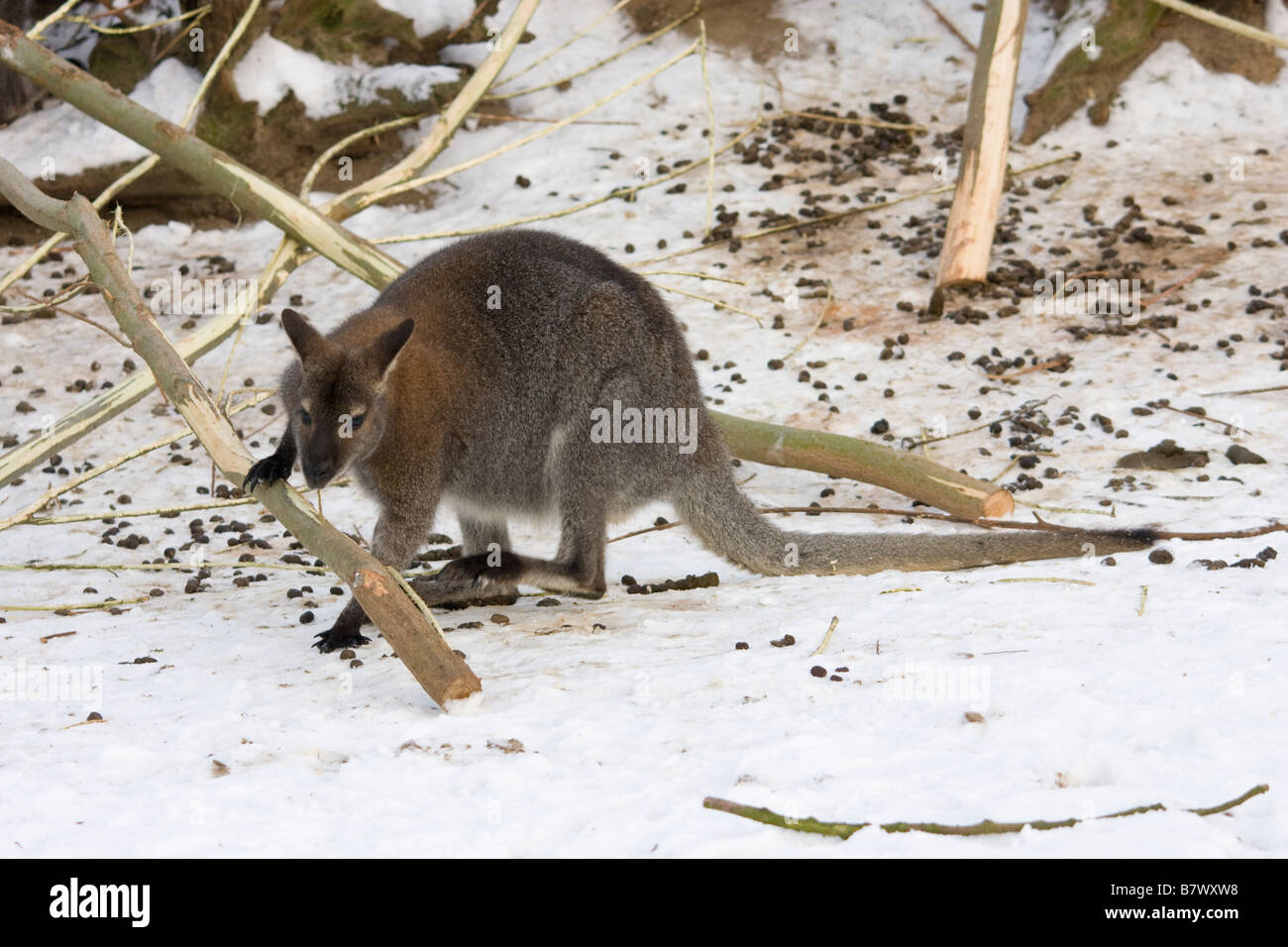Wallabie rufogrisea hi-res stock photography and images - Alamy