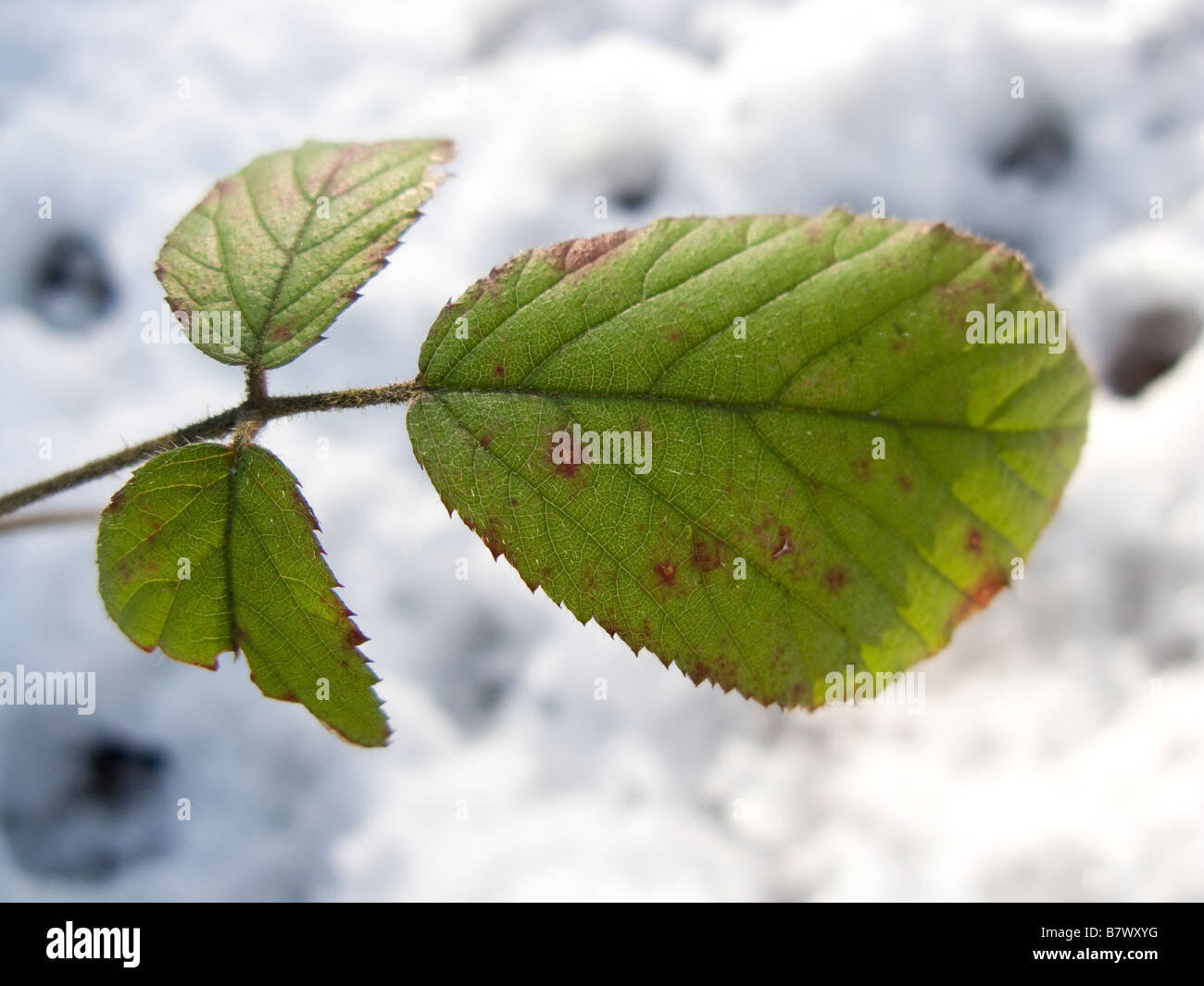 leaf in snow Stock Photo - Alamy