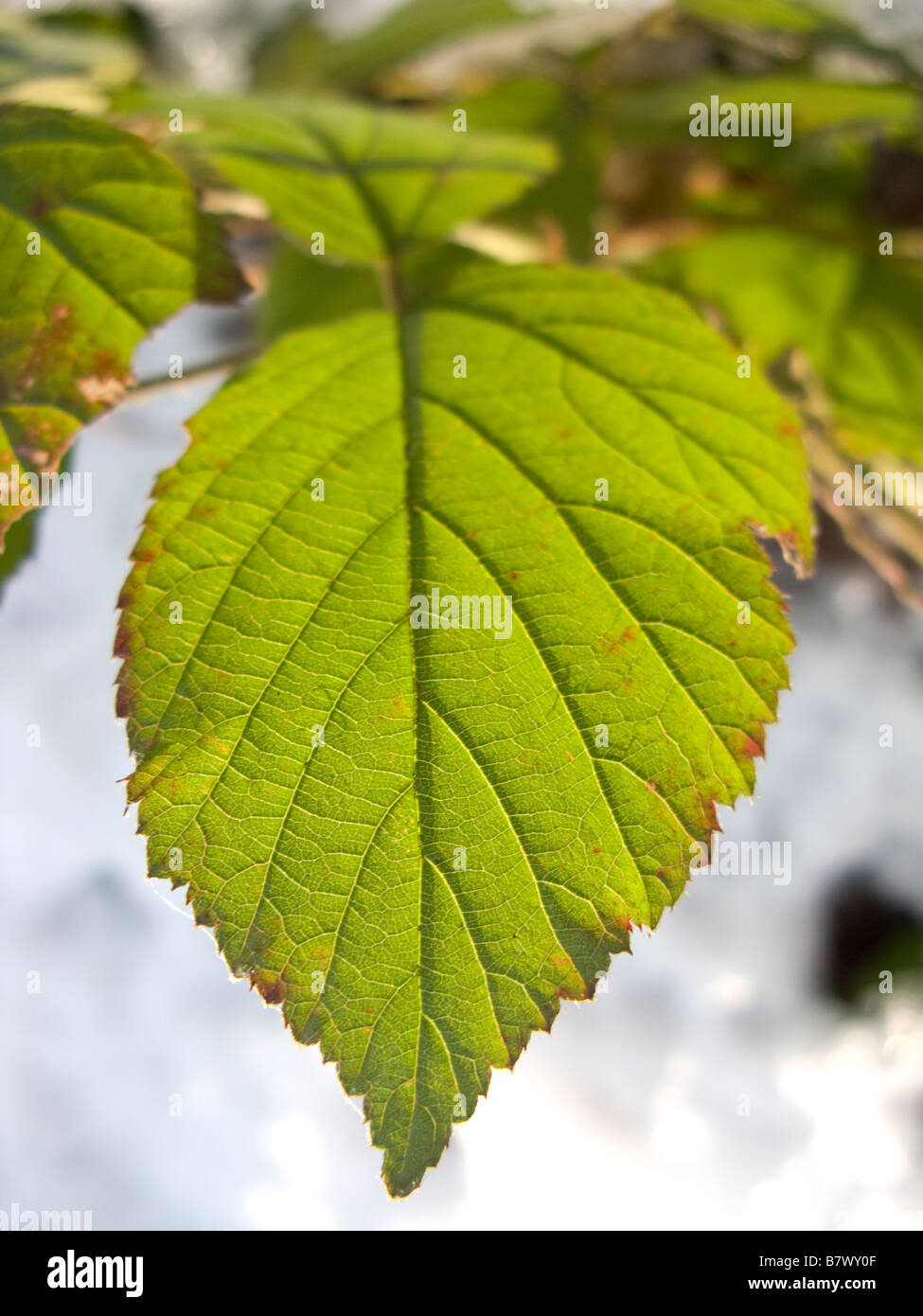 Leaf back side in green hi-res stock photography and images - Alamy
