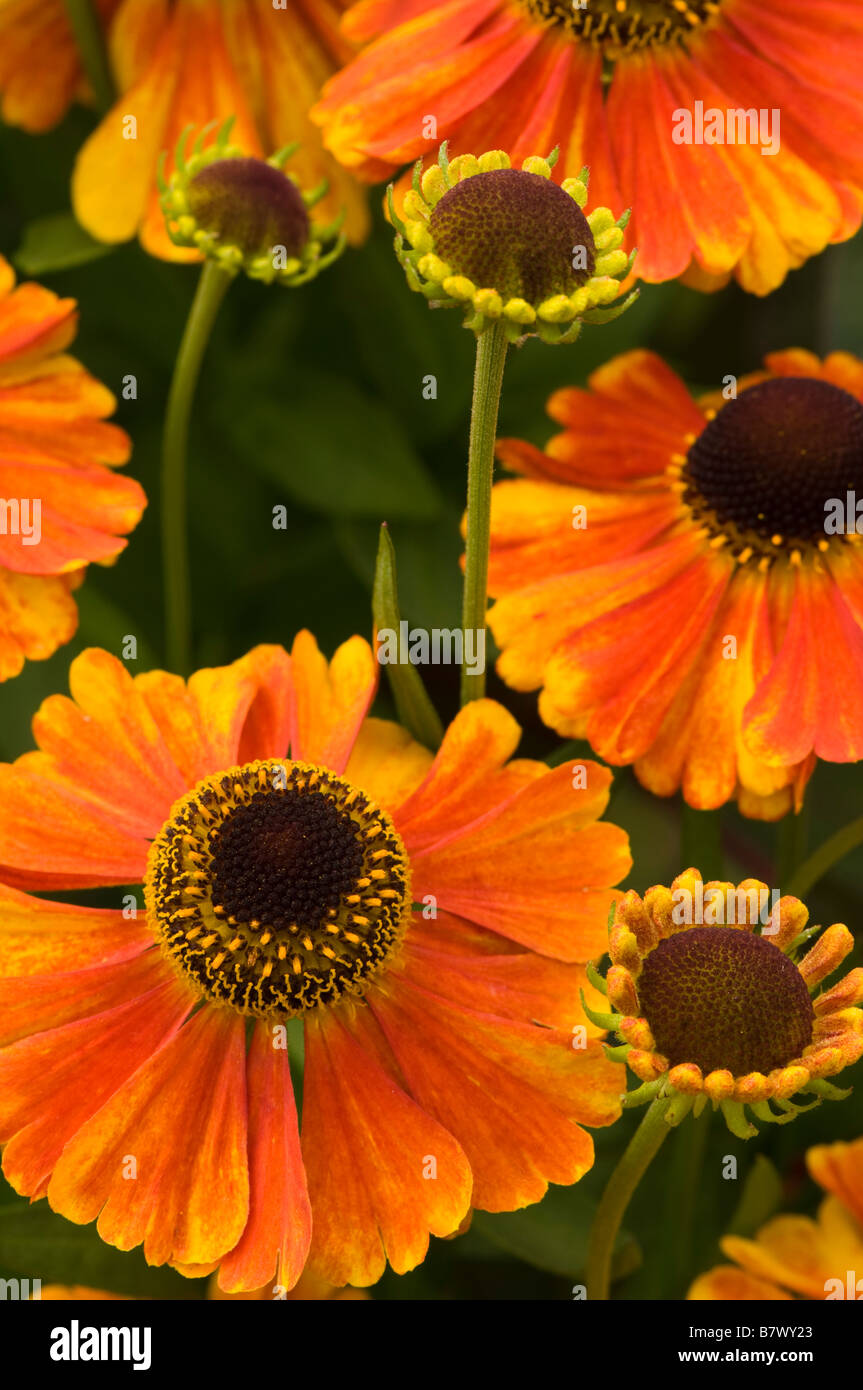 Gold helenium hi-res stock photography and images - Alamy