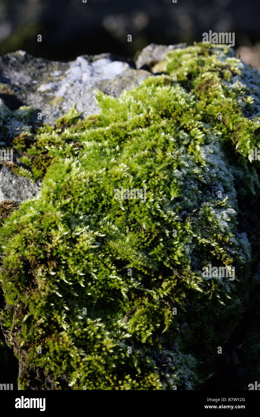 Clumps of moss on a drystone wall Manifold Valley Staffordshire Stock ...