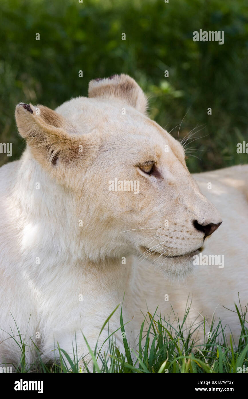 White Lioness at Lion Park South Africa Stock Photo - Alamy