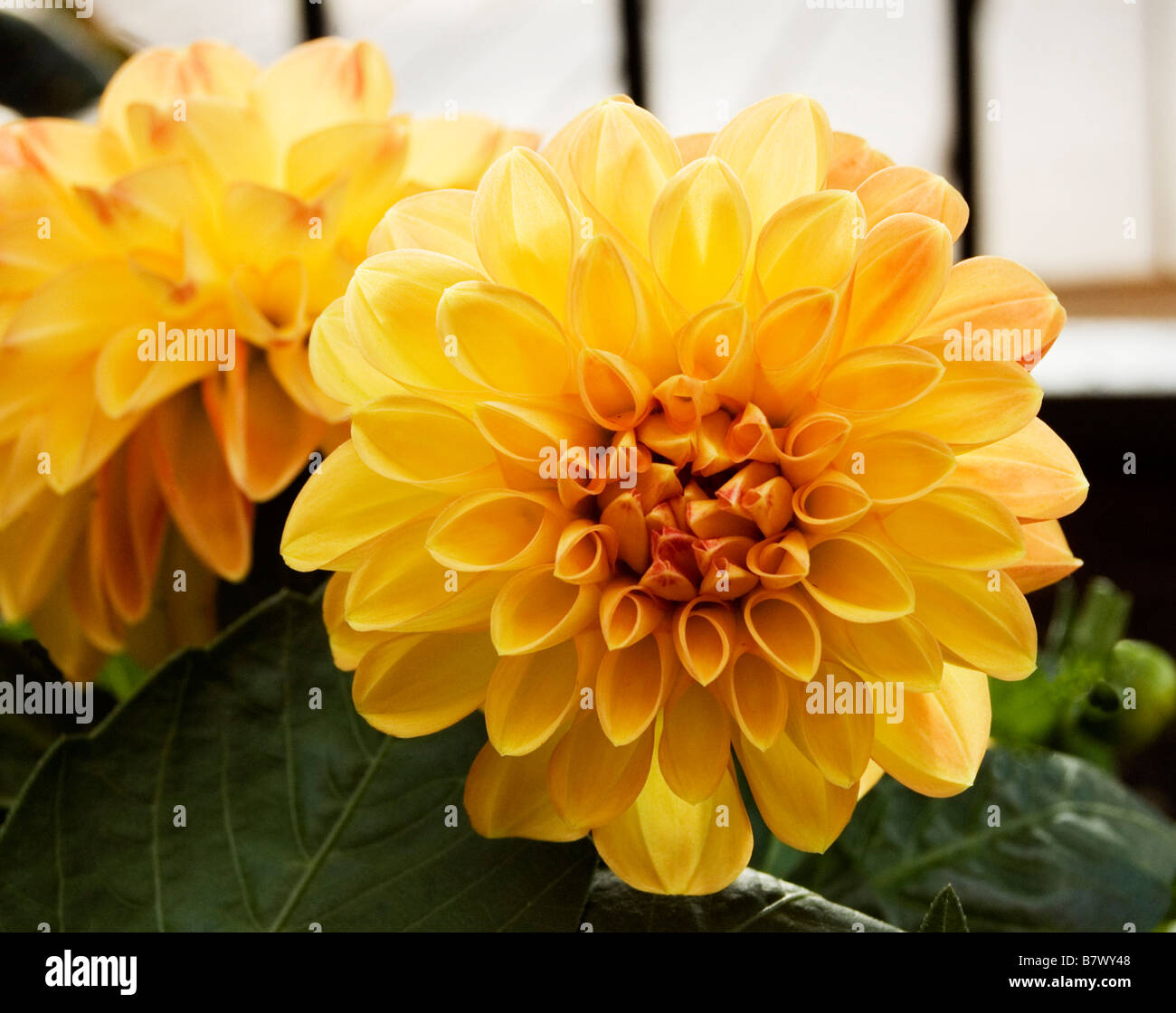 Dahlia in Bloom Stock Photo - Alamy