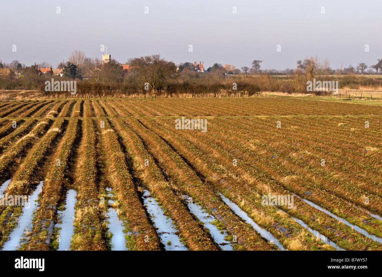 Waterlogged furrows in a field Stock Photo - Alamy