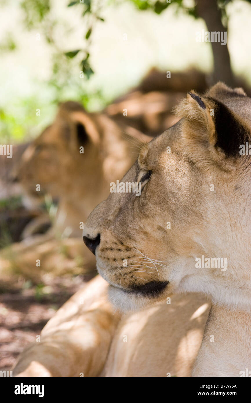 Protection of lions hi-res stock photography and images - Alamy