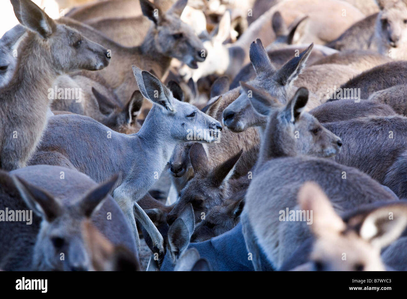 Lots of kangaroos hi-res stock photography and images - Alamy
