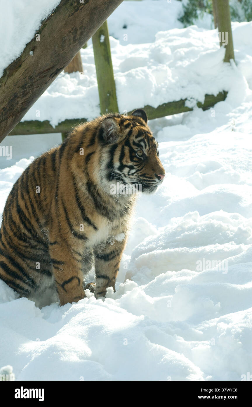 where did all this snow come from. A tiger sits in thought. surveying ...