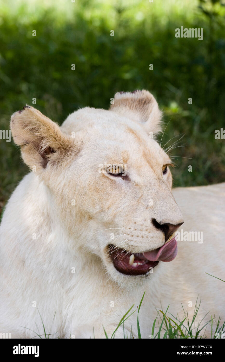 White lioness rare lion hi-res stock photography and images - Alamy